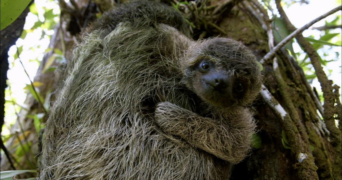 MetroFocus | PBS Nature’s “A Sloth Named Velcro” | PBS