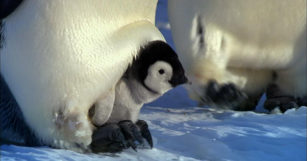 MetroFocus | How To Raise A Penguin | PBS