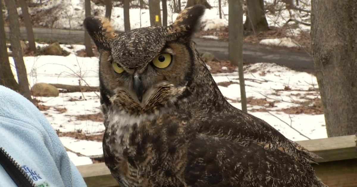 NJTV News | All About Owls | PBS