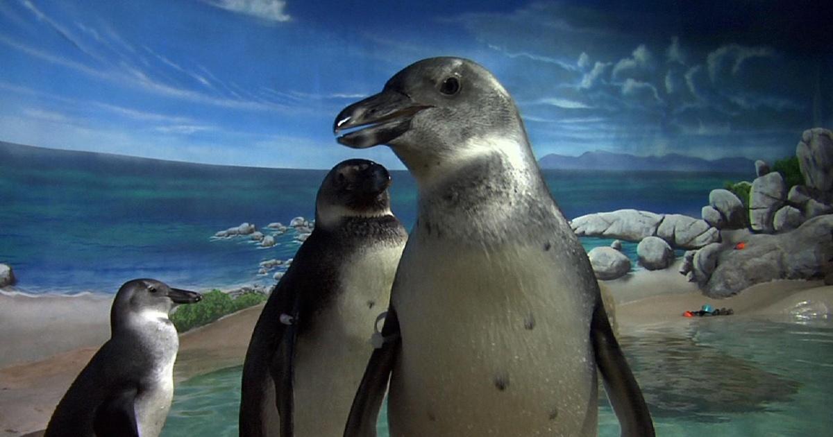 NJTV News | Endangered African Penguins Can Be Found at Jenkinson’s | PBS