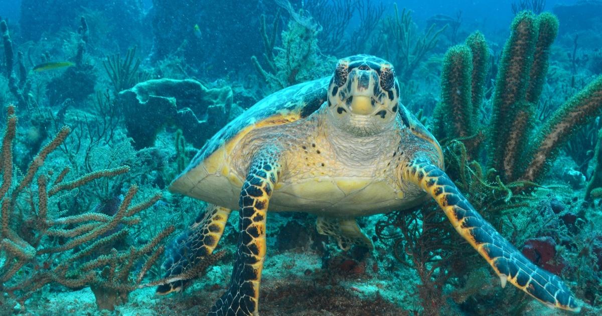 Changing Seas | Sea Turtles: The Lost Years | Season 7 | Episode 701 | PBS