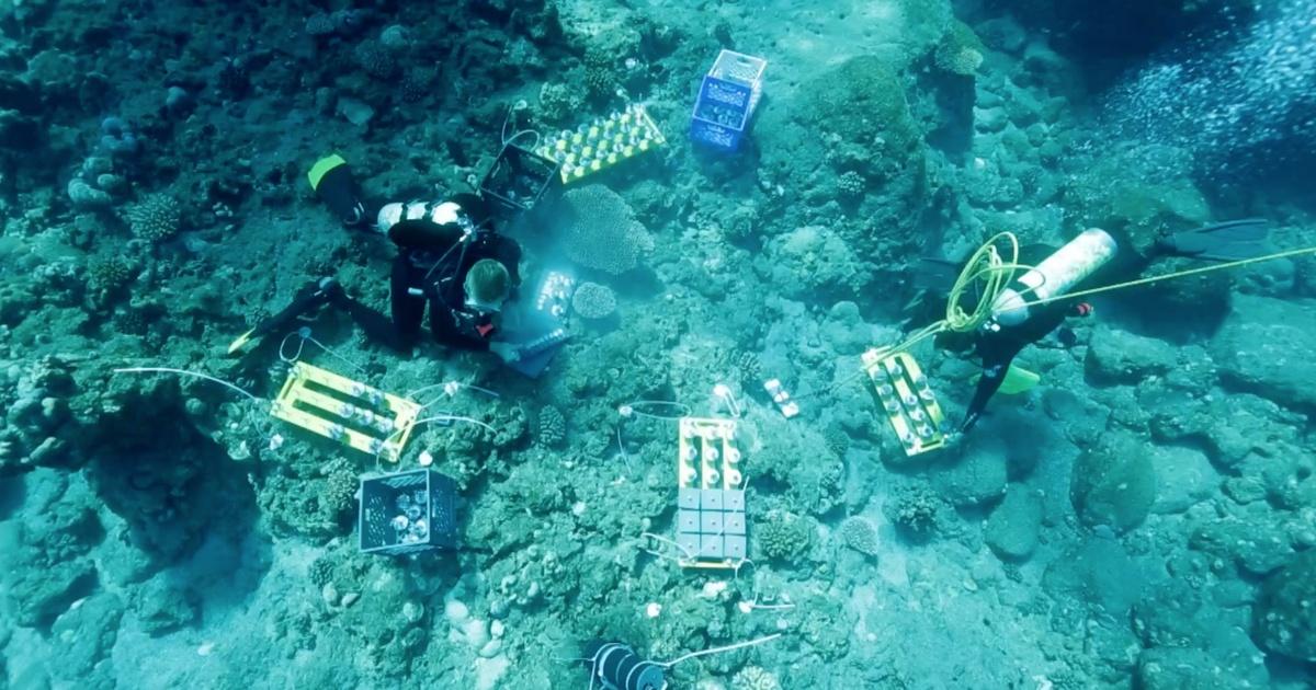 Changing Seas | Maug’s Caldera: A Natural Laboratory - Trailer | Season ...