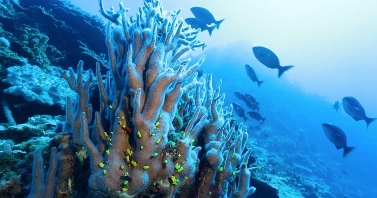 Changing Seas | Maug’s Caldera: A Natural Laboratory | Season 8 ...