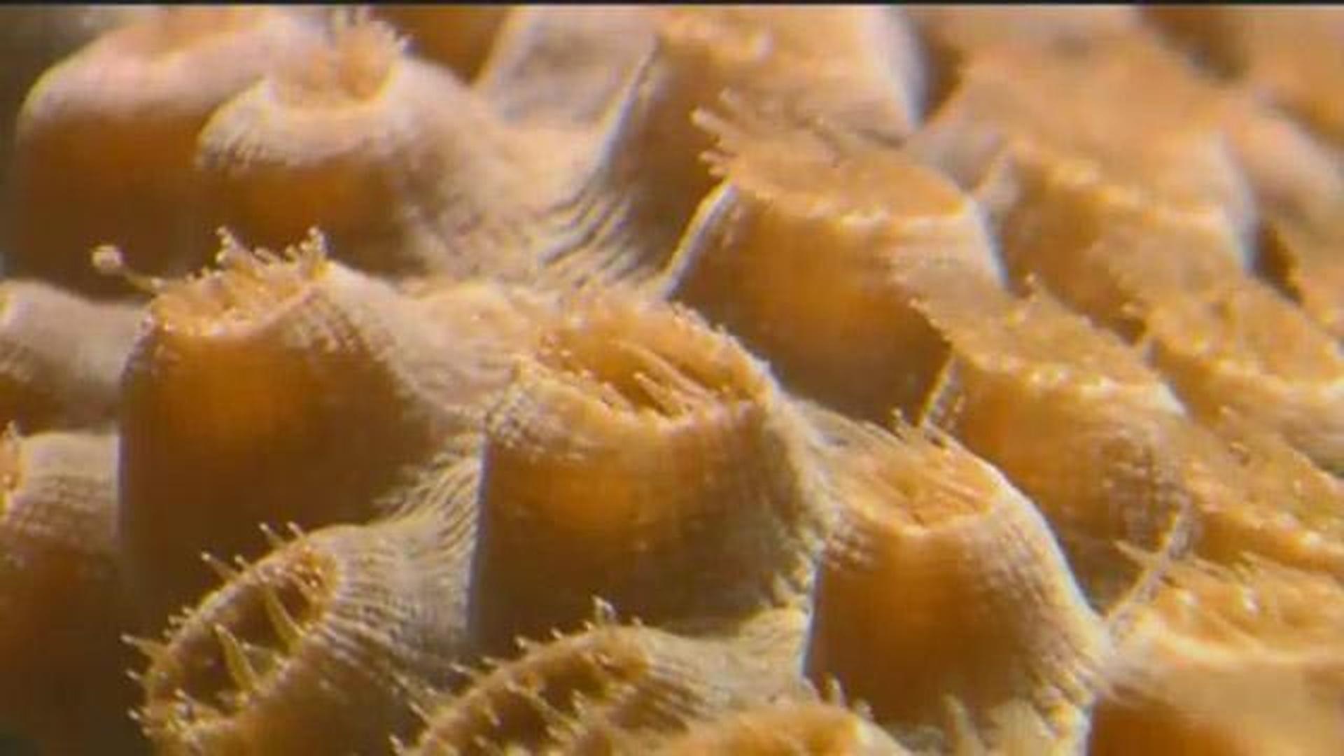 Mysterious Microbes | Changing Seas | WLIW