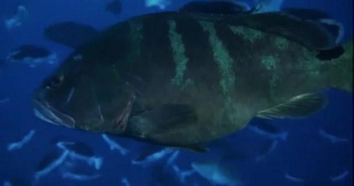 Changing Seas | Grouper Moon | Season 4 | Episode 403 | KAMU