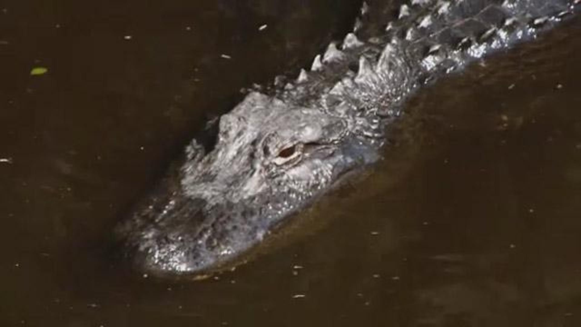 Coastal Carnivores | Changing Seas | WLIW