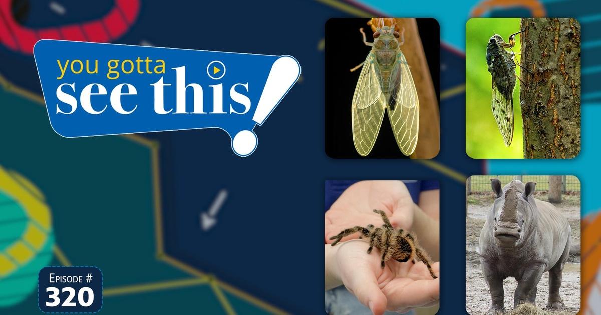 You Gotta See This! | Cicada invasion| Eating bugs| Scary spiders ...