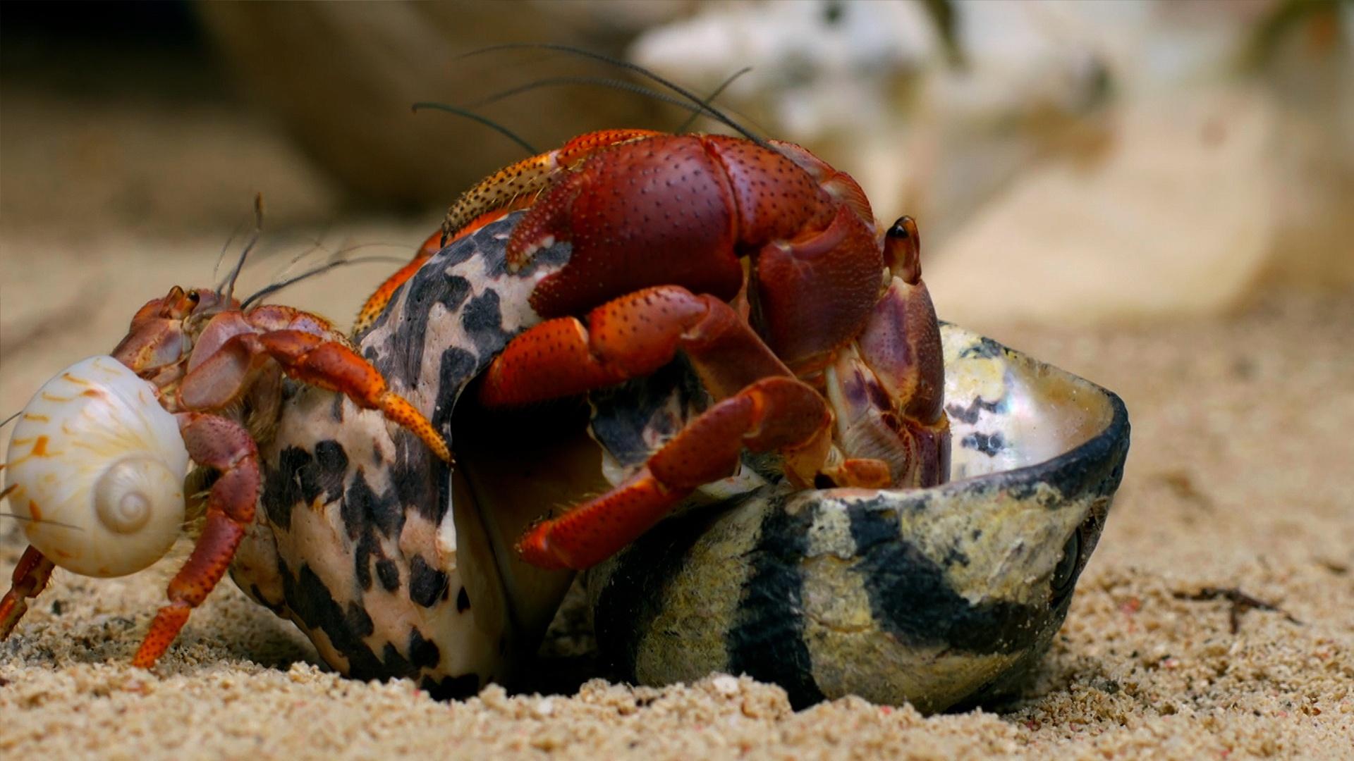 Nature How Hermit Crabs Choose Their Shells Twin Cities PBS