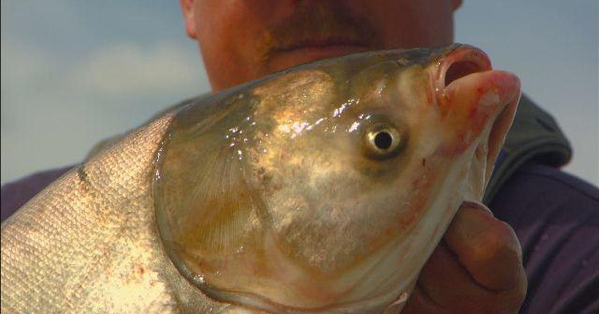 Here and Now | Asian Carp in Wisconsin Waters | Season 1000 | Episode ...