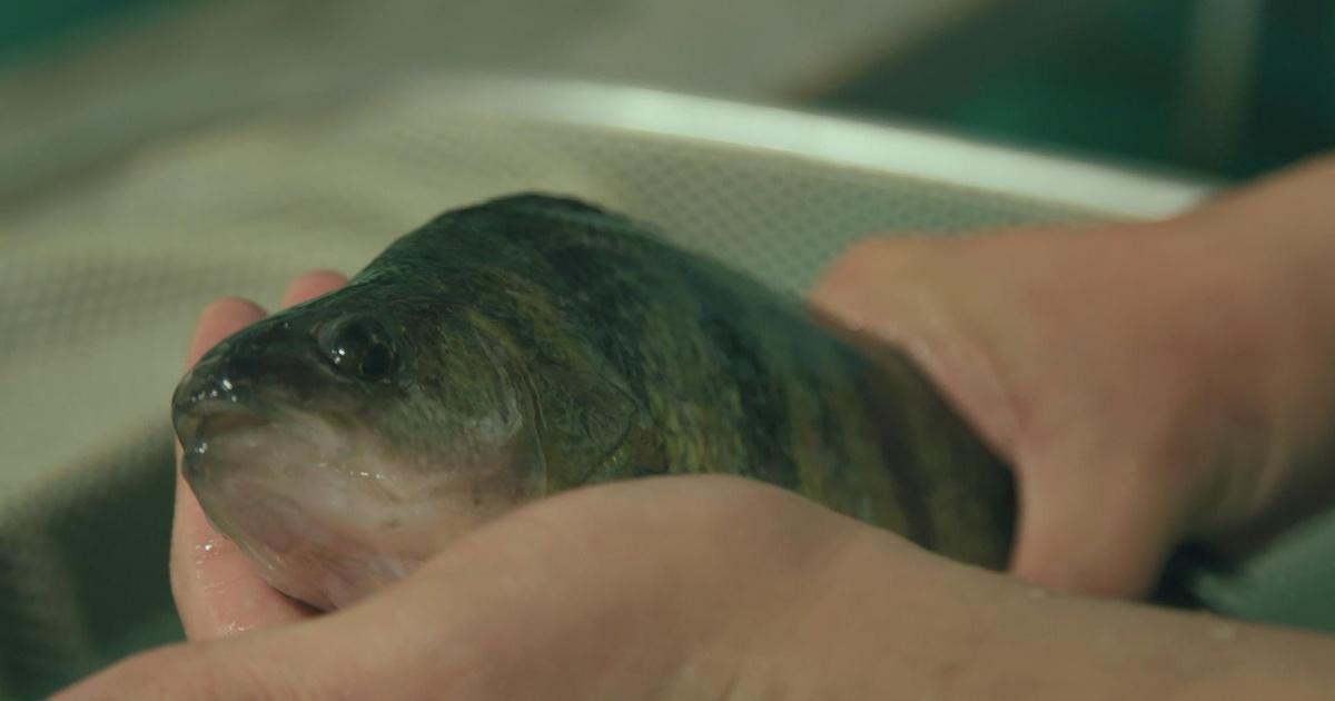 Wisconsin Foodie | Perch Science & Wendt's Fish Fry | Season 6 ...