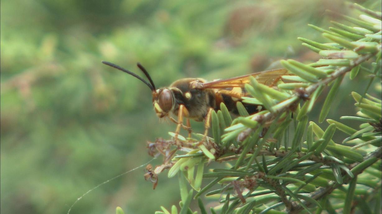 Cicada Killer Giant Wasps | Watch on PBS Wisconsin