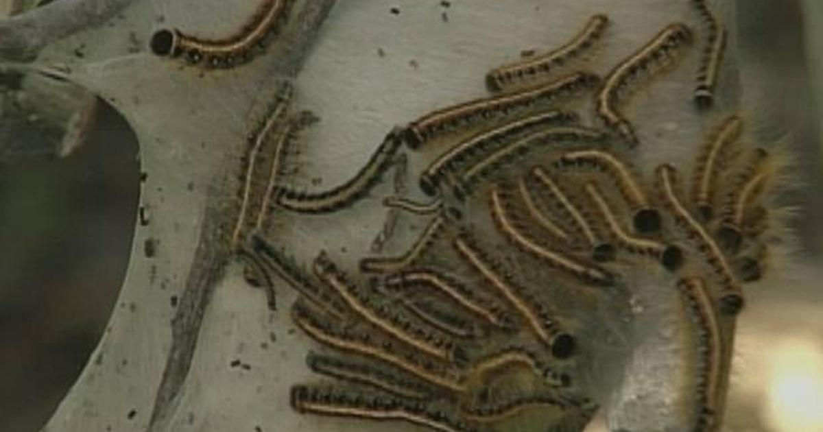 The Wisconsin Gardener | Eastern Tent Caterpillars | Season 2 | Episode ...