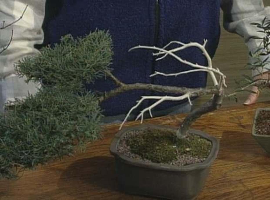 Getting Started With Bonsai | Watch on PBS Wisconsin