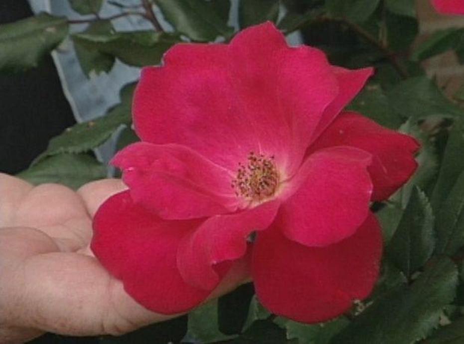 Radler's Roses | Watch on PBS Wisconsin