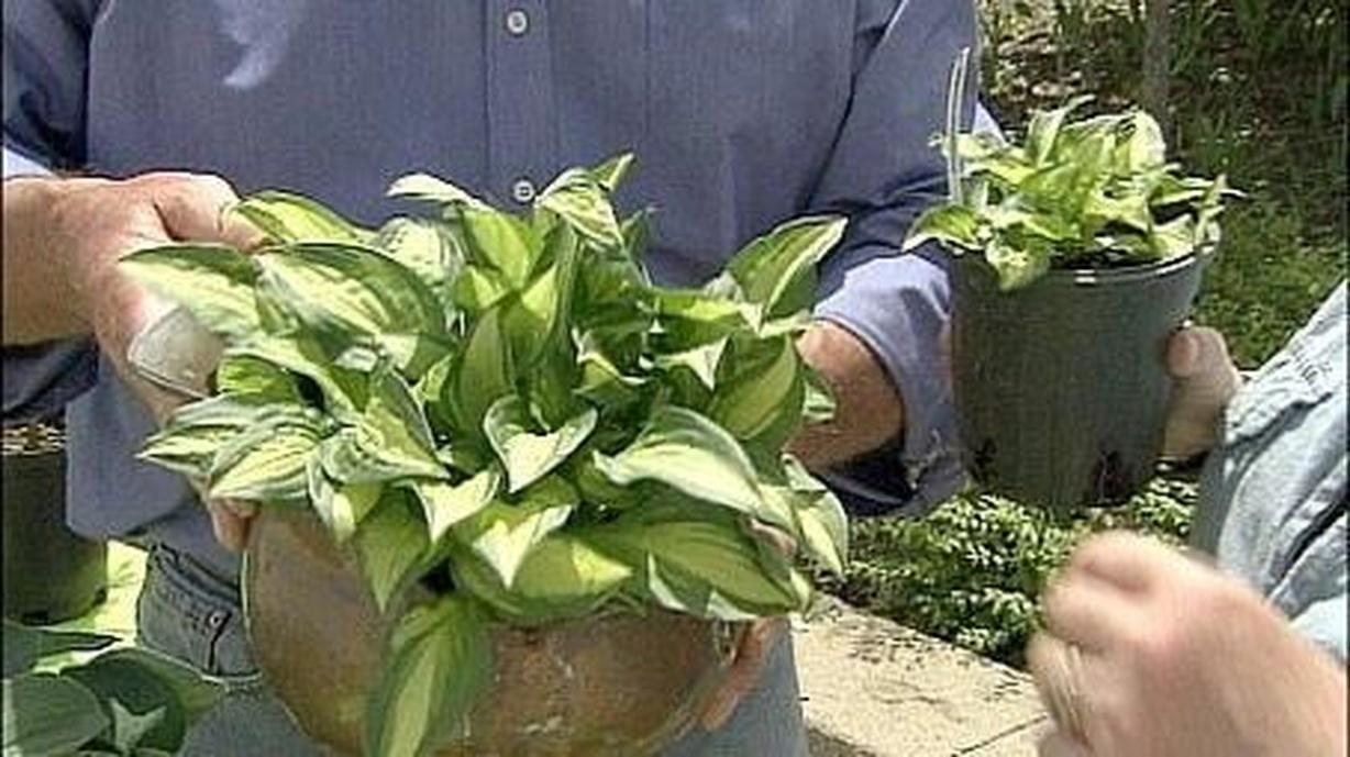 New Plants for Urban Gardeners | Watch The Wisconsin Gardener on PBS ...