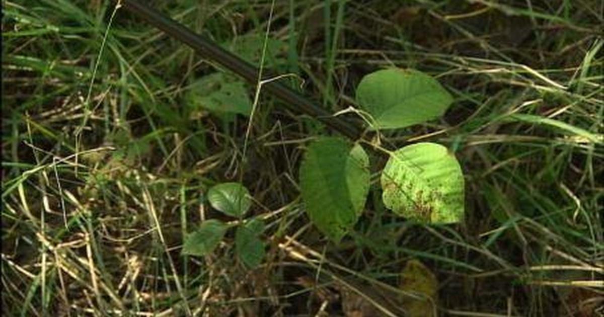 The Wisconsin Gardener | Don't Touch It! Poison Ivy! | Season 16 ...