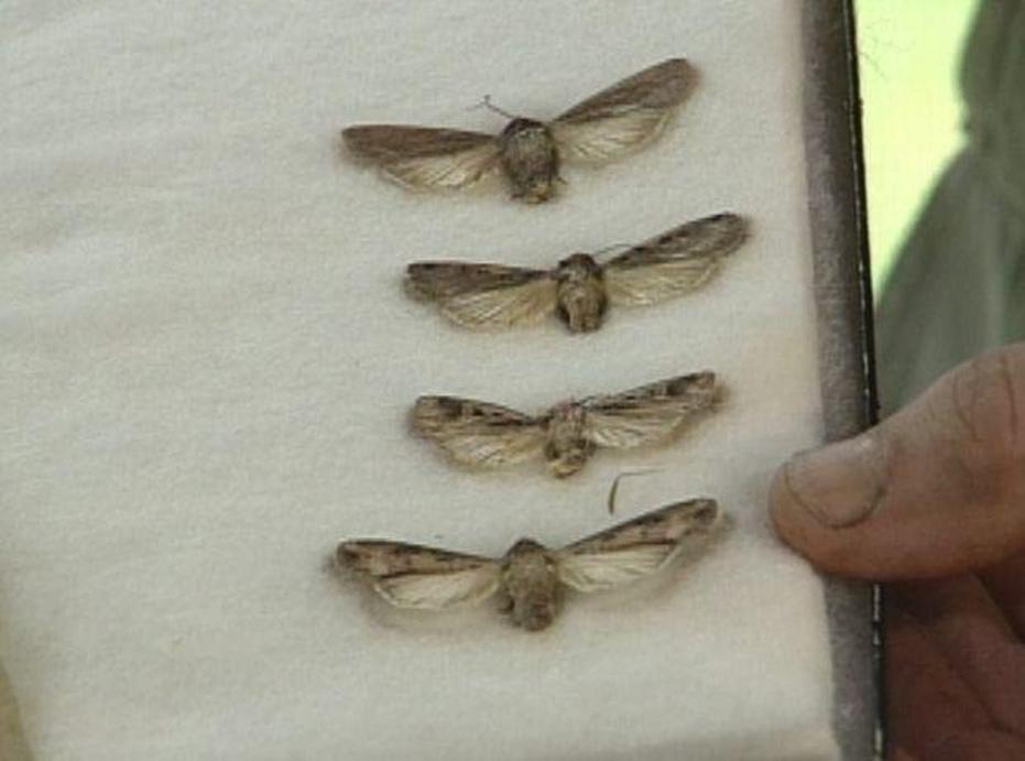 Dividing Iris/Iris Borer | Watch on PBS Wisconsin