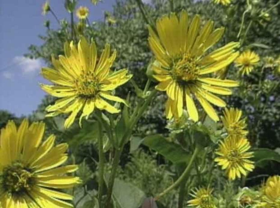 Plant Folklore | Watch The Wisconsin Gardener on PBS Wisconsin