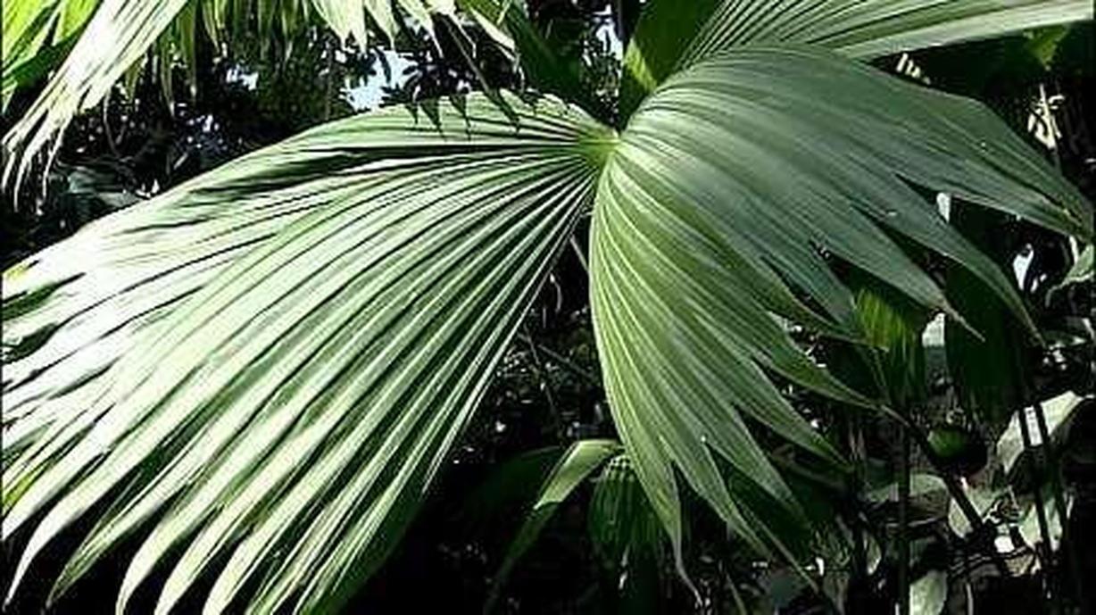 Bolz Conservatory | Watch The Wisconsin Gardener on PBS Wisconsin