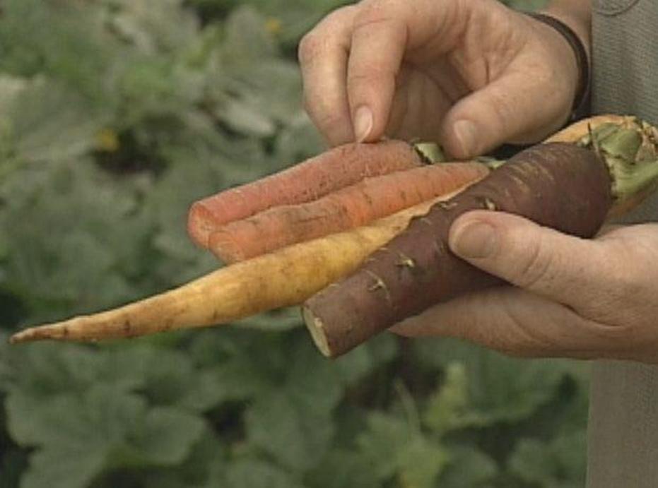 Pretty Root Vegetables | Watch on PBS Wisconsin