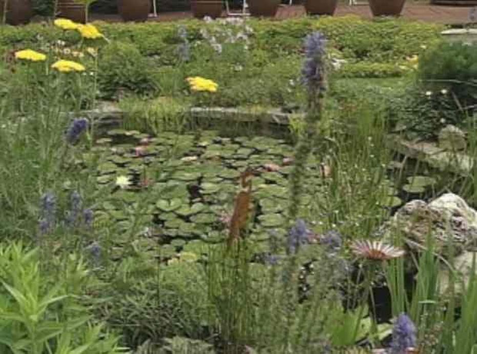 Water Gardening | Watch The Wisconsin Gardener on PBS Wisconsin