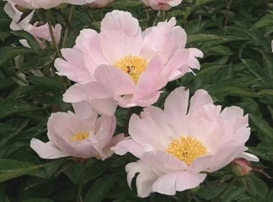 Great Peonies for Fall Planting | Watch on PBS Wisconsin