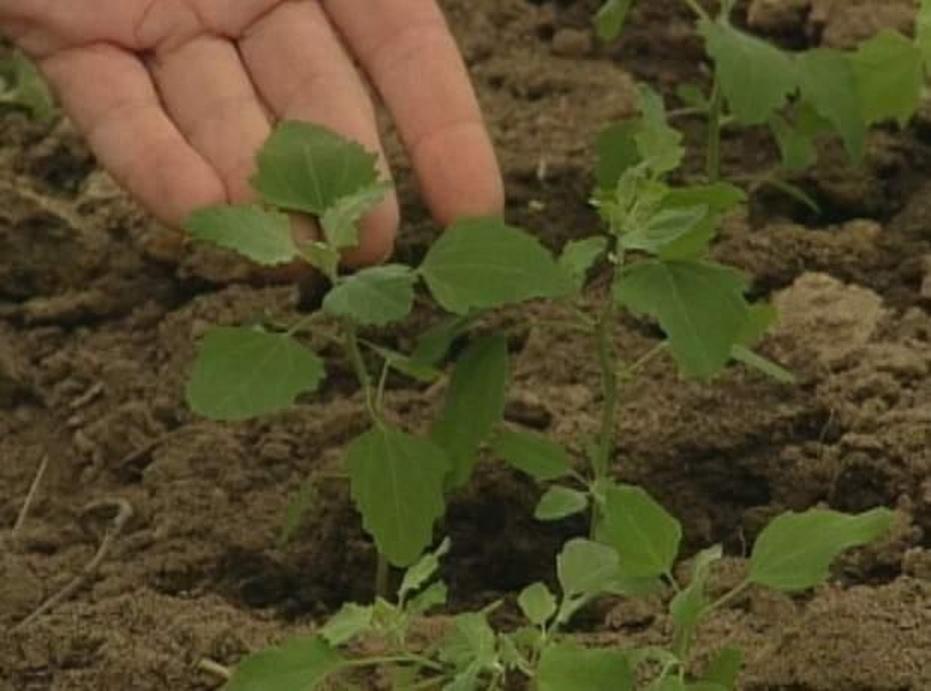 Eating Weeds | Watch on PBS Wisconsin