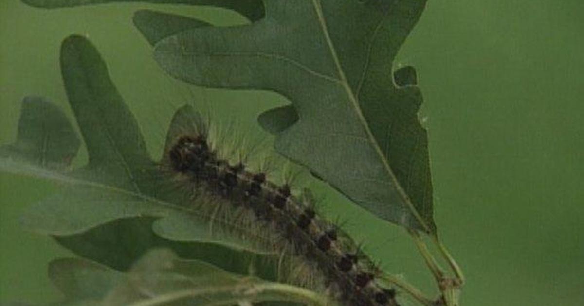 The Wisconsin Gardener | Gypsy Moth | Season 9 | Episode 3 | PBS