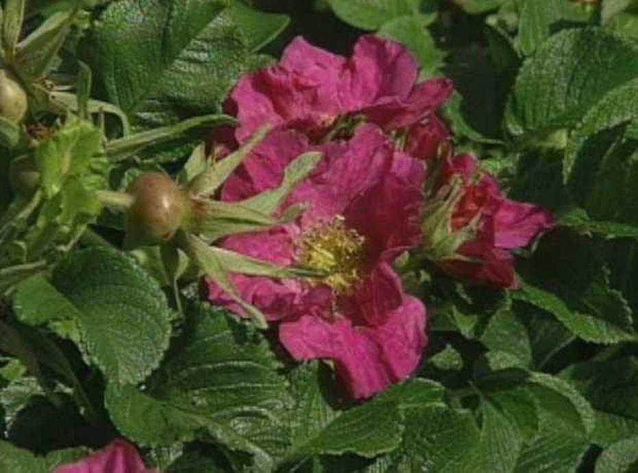 Hardy Roses | Watch on PBS Wisconsin