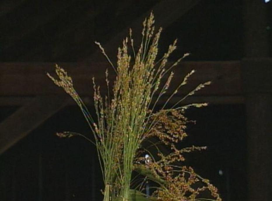 Making a Broom From Broom Corn | Watch on PBS Wisconsin