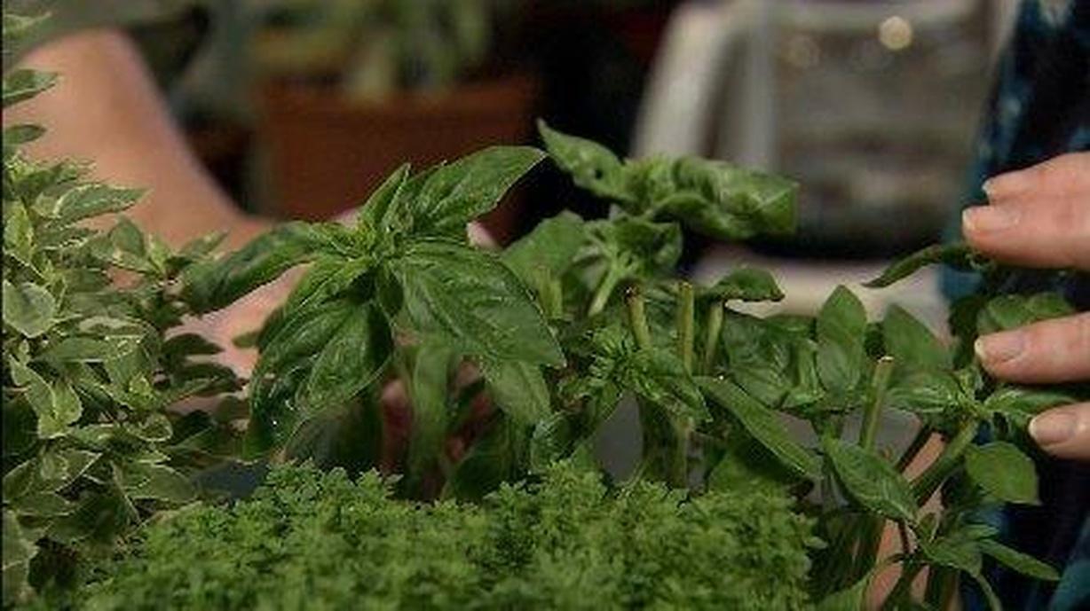 Plant Profile Basil | Watch The Wisconsin Gardener on PBS Wisconsin