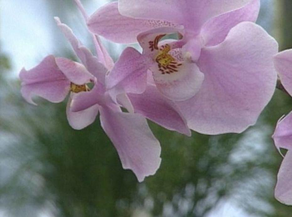 Growing Orchids | Watch on PBS Wisconsin