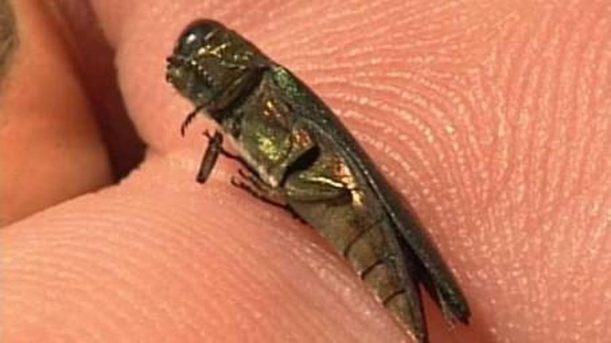 Emerald Ash Borer Watch On Pbs Wisconsin