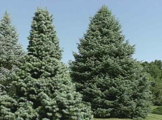 Evergreen Disease Identification