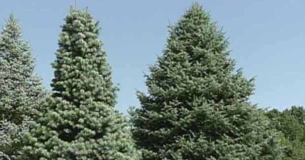 The Wisconsin Gardener | Evergreen Diseases | Season 10 | Episode 4 | PBS