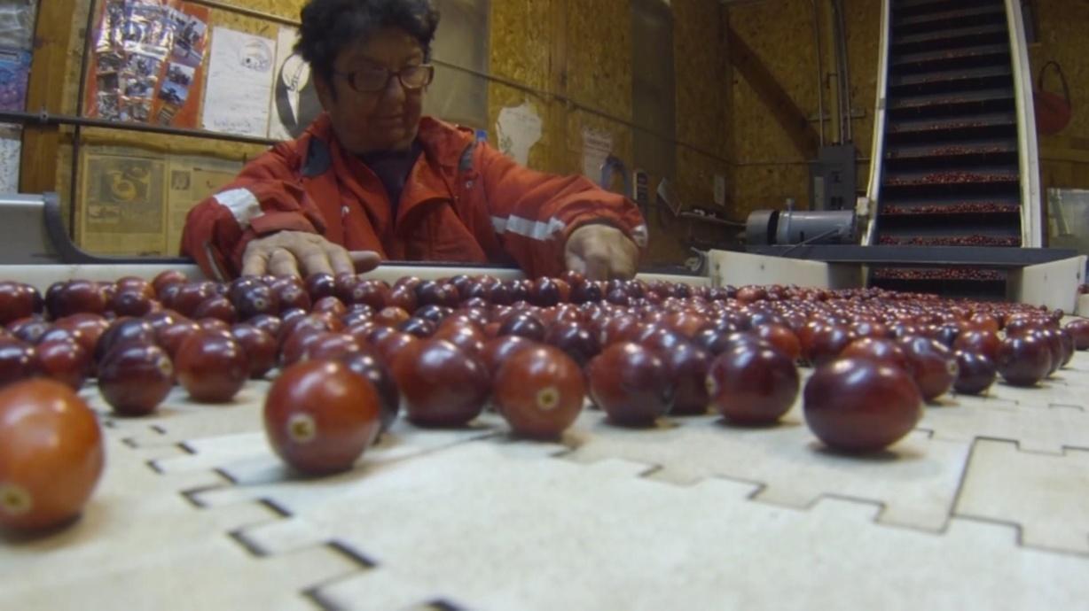 Living the Wisconsin Life: Cranberry Farmers | Watch on PBS Wisconsin