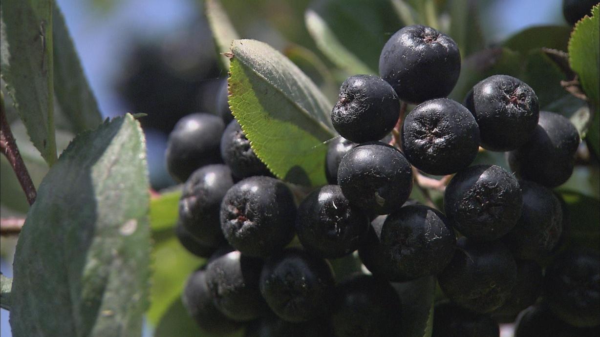 Aronia Berry | Watch on PBS Wisconsin