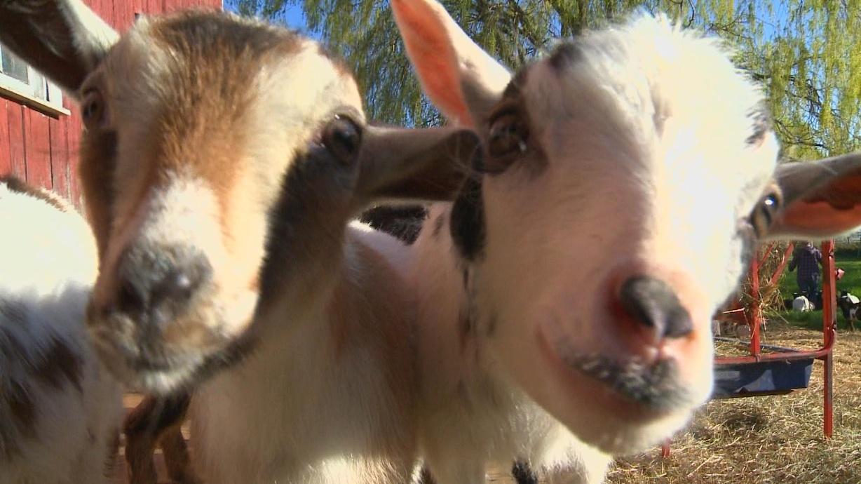 Nigerian Dwarf Goats | Watch Wisconsin Life on PBS Wisconsin