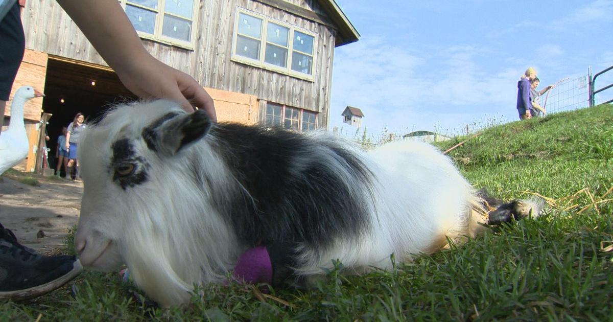 Wisconsin Life | Heartland Farm Sanctuary | Season 4 | Episode 5 | WTTW