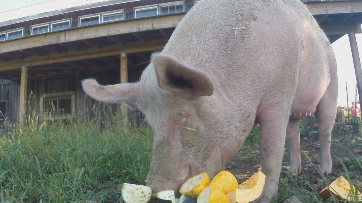 Training Pigs | Watch on PBS Wisconsin