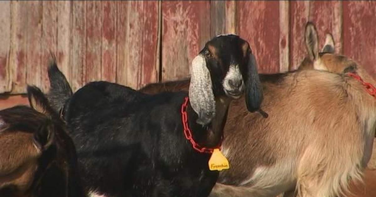 In Wisconsin | Goat Farming | PBS