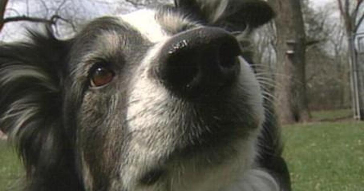 In Wisconsin | Forensic Dogs | PBS