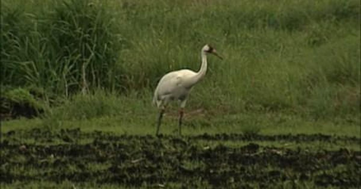 In Wisconsin | Whooping Cranes | PBS