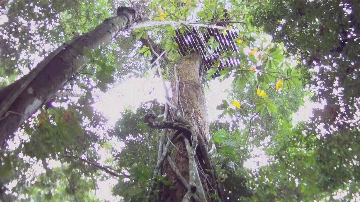 Zip Line Through the Rainforest | Watch PBS Wisconsin Documentaries on ...