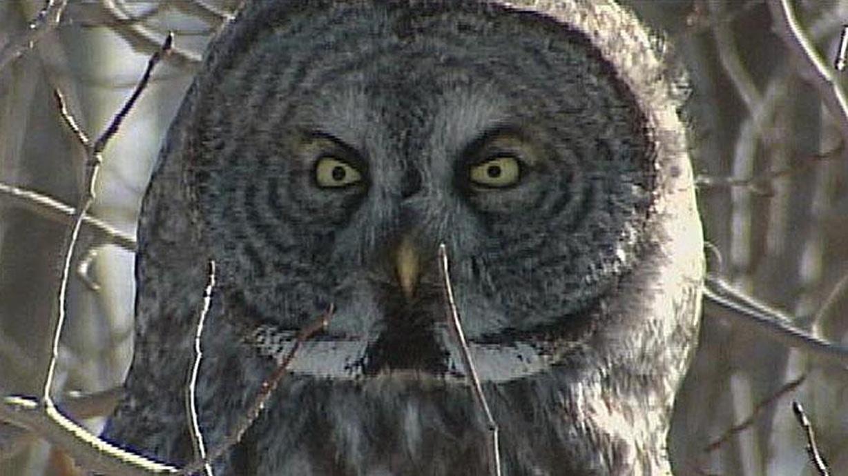 Birds of Wisconsin | Watch on PBS Wisconsin