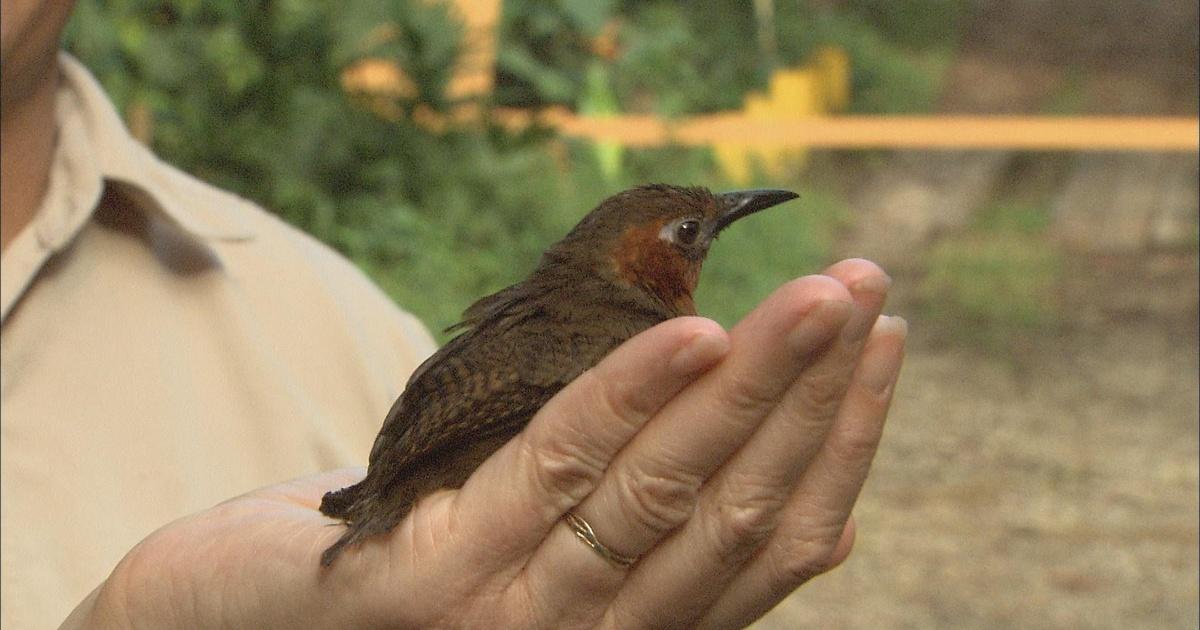 PBS Wisconsin Documentaries | Our Birds | PBS