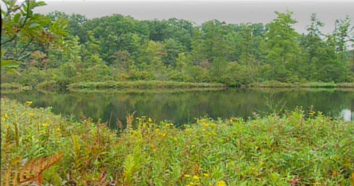 K-12 Multimedia Resources | Ohio Rocks: Triangle Bog State Park | WFYI