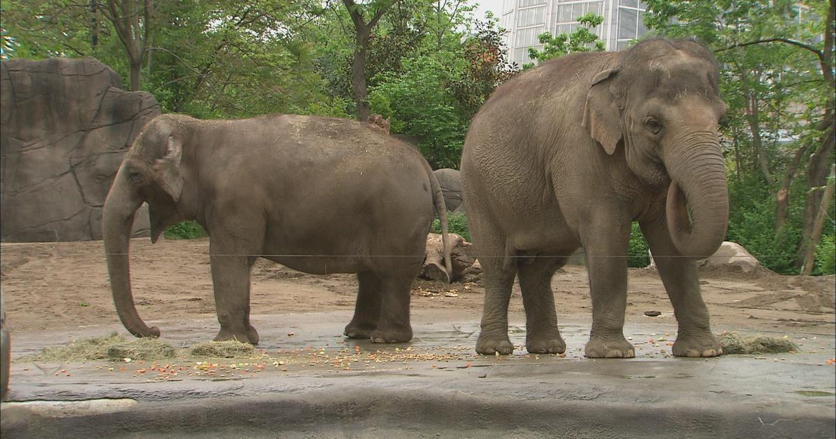 K-12 Multimedia Resources | You At The Zoo - Ecosystem Changes | PBS