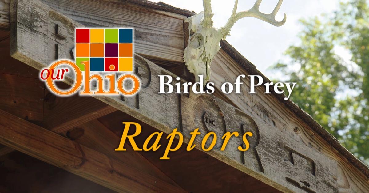 Our Ohio | Birds of Prey aka Raptors | PBS