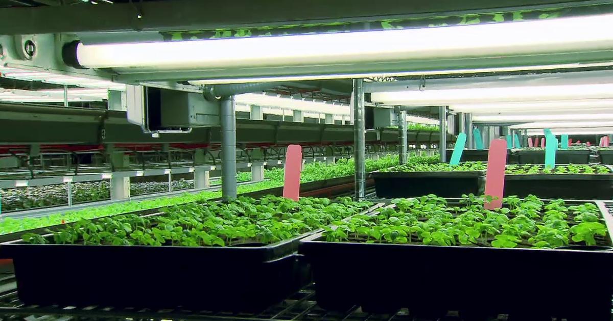 Chicago Tonight | Vertical Farming's Rise in Chicago | Season 2014 | PBS